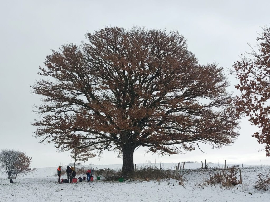 Home – Baumzeit Kappert
